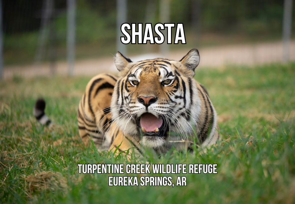 Shasta Tiger Photo Magnet – Turpentine Creek Wildlife Refuge