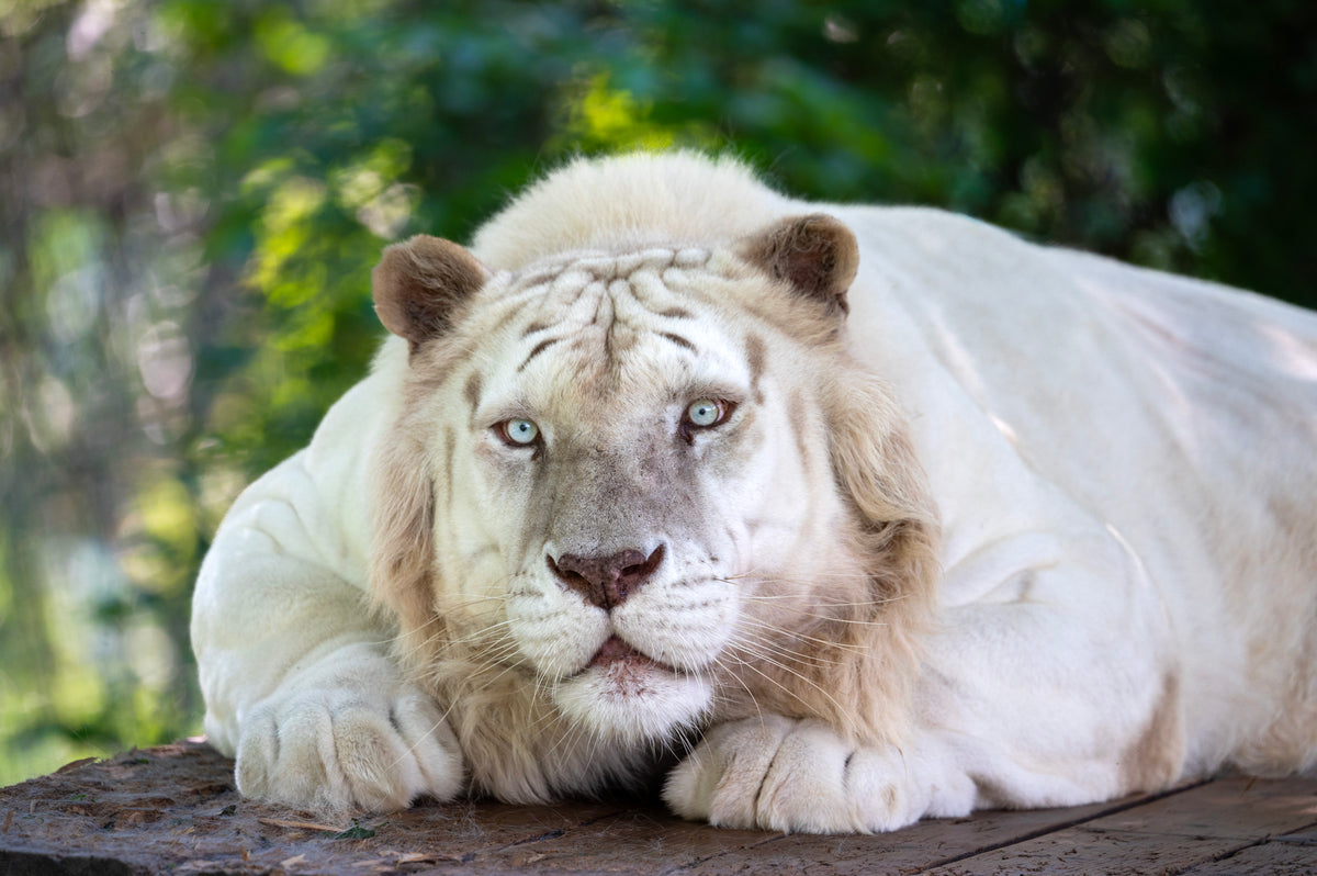 Robbie's Legacy – Turpentine Creek Wildlife Refuge