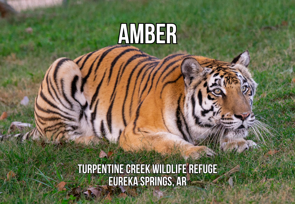 Amber Tiger Photo Magnet – Turpentine Creek Wildlife Refuge