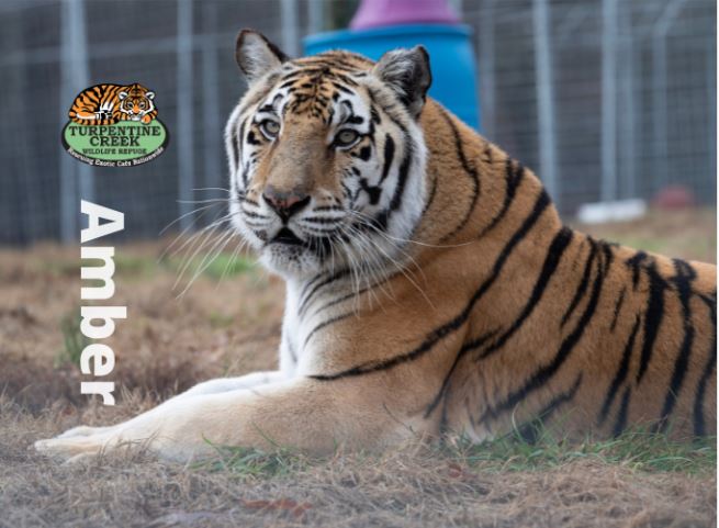 Amber Tiger Photo Magnet – Turpentine Creek Wildlife Refuge