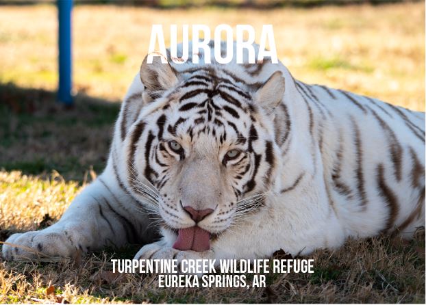 Aurora Tiger Photo Magnet – Turpentine Creek Wildlife Refuge