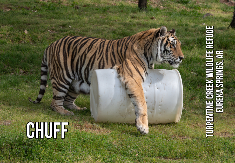 Chuff Tiger Photo Magnet – Turpentine Creek Wildlife Refuge