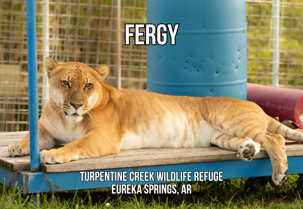 Fergy Liger Photo Magnet – Turpentine Creek Wildlife Refuge