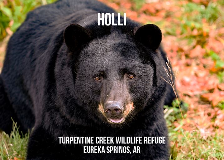Holli Bear Photo Magnet – Turpentine Creek Wildlife Refuge