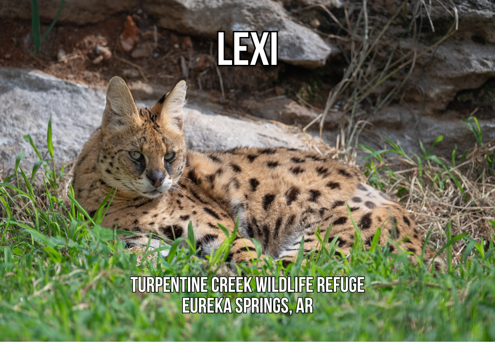 Lexi Serval Photo Magnet – Turpentine Creek Wildlife Refuge