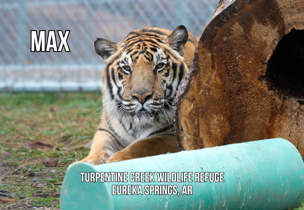 Max Tiger Photo Magnet – Turpentine Creek Wildlife Refuge