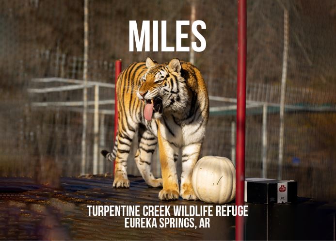 Miles Tiger Photo Magnet – Turpentine Creek Wildlife Refuge