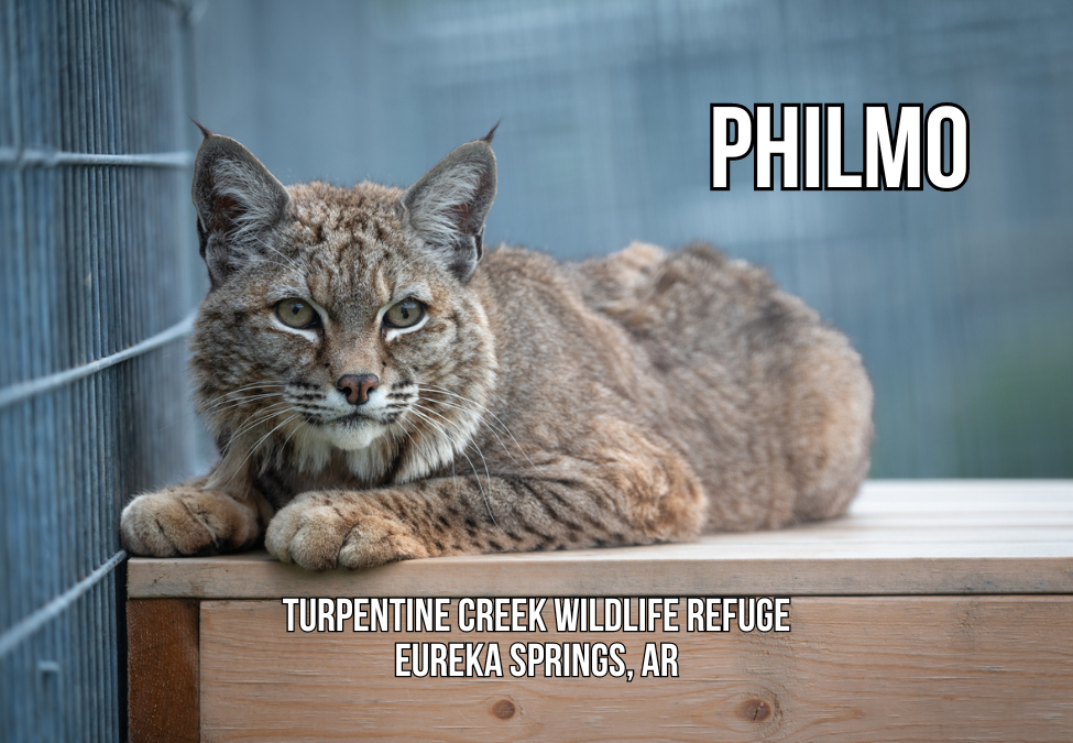 Philmo Bobcat Photo Magnet – Turpentine Creek Wildlife Refuge