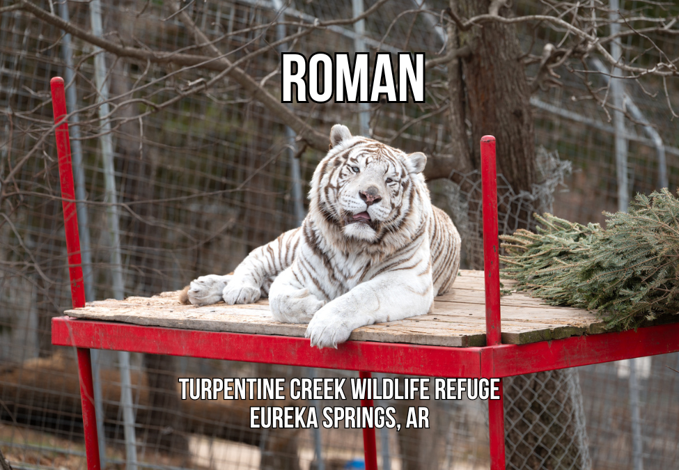 Roman Tiger Photo Magnet – Turpentine Creek Wildlife Refuge