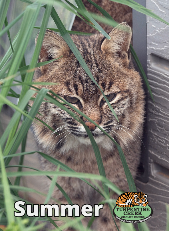 Summer Bobcat Photo Magnet – Turpentine Creek Wildlife Refuge